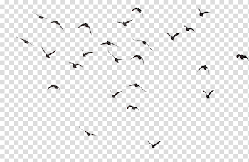 Free: Black Swarm Of Bird Flying PNG Image - PurePNG | Free transparent ...