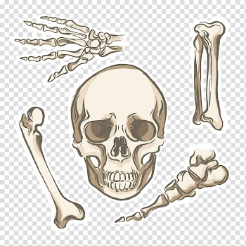 Free: Human skeleton Bone Human body Anatomy - vector human skeleton ...