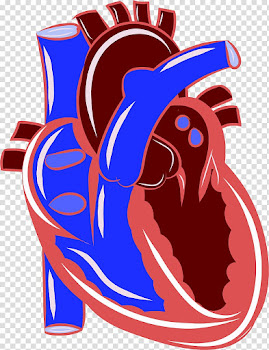 Free: Heart Circulatory system , heart amour transparent background PNG ...