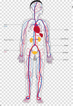 Free: Heart Circulatory system , heart amour transparent background PNG ...