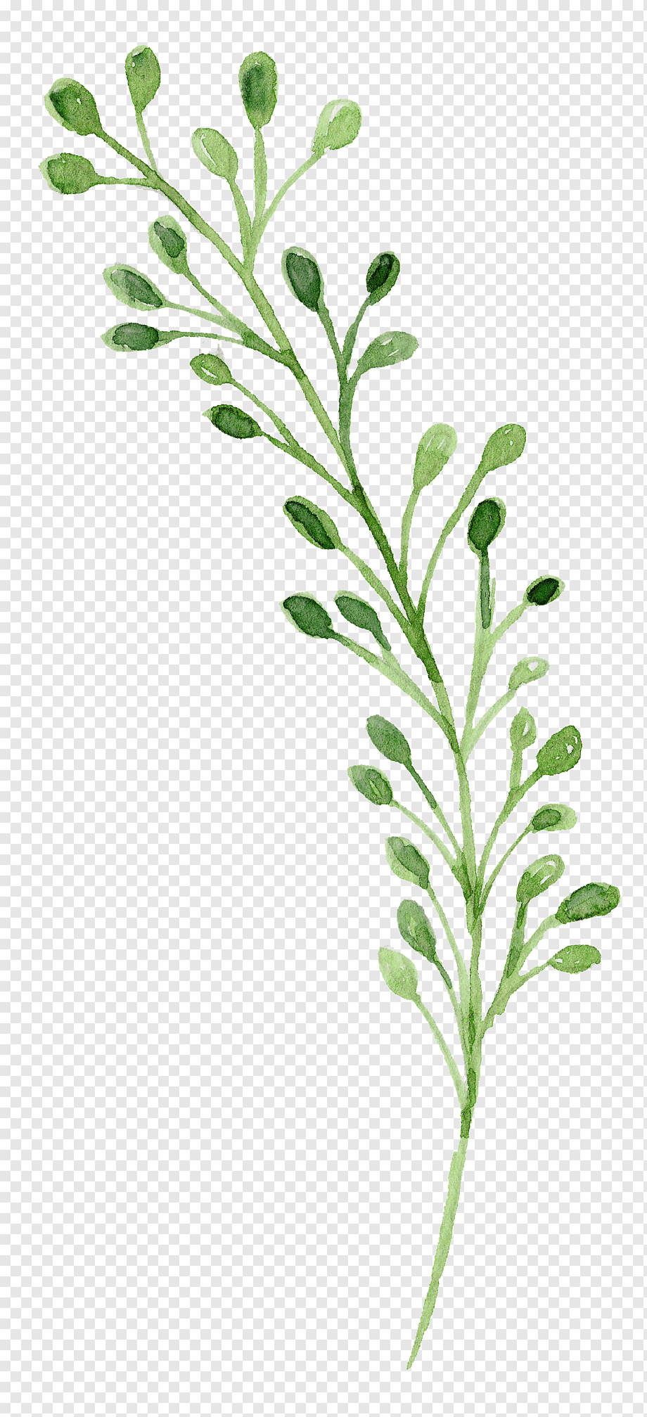 Psoralea corylifolia plant leaves flowers - top related files - Page 1