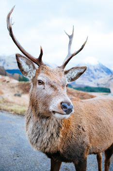 Free: an antelope standing in the middle of the desert - nohat.cc