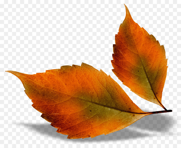 Free: Autumn leaf color - autumn leaves - nohat.cc Free: Autumn leaf color - autumn leaves - nohat.cc