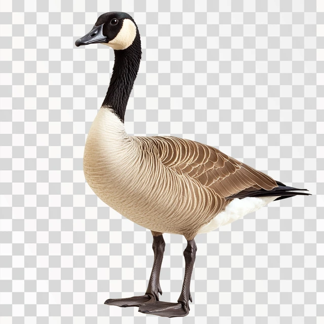 Free: Cute Canadian Goose, isolated on white background, png image ...