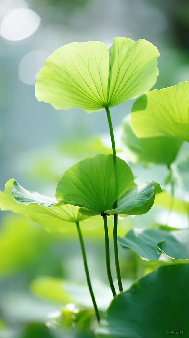 Free: Elegant Green Lotus Leaves in Early Summer - nohat.cc