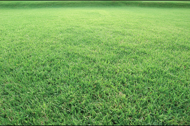 Free: Expansive Green Grass Field - nohat.cc
