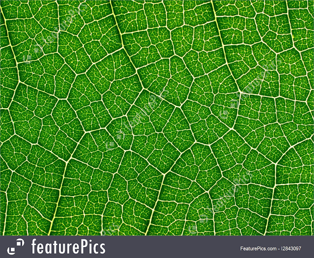 Free: Green Leaf Texture - nohat.cc