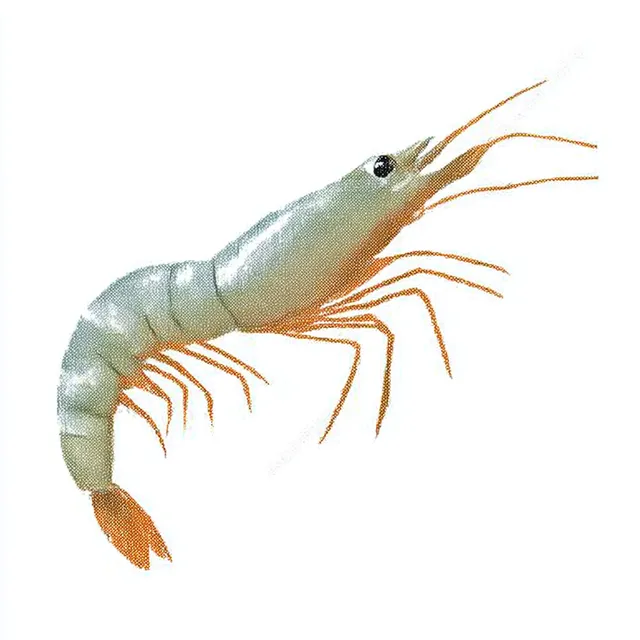 Free: Hand-Drawn Shrimp Illustration in Colored Pencil - nohat.cc