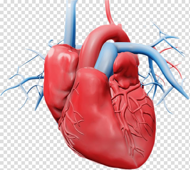 Free: Heart Circulatory system , heart amour transparent background PNG ...