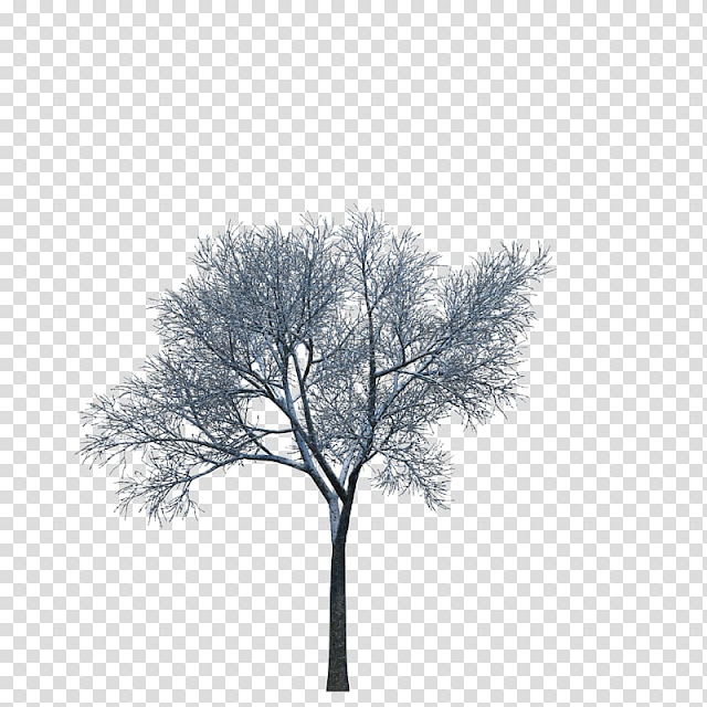 Free: Plant Tree 3D computer graphics, tree transparent background PNG clipart - nohat.cc