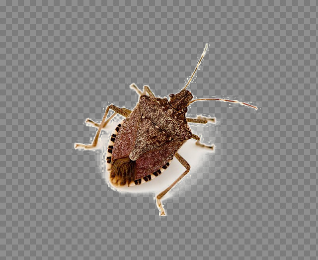 Free: Stink Bug PNG Image - nohat.cc